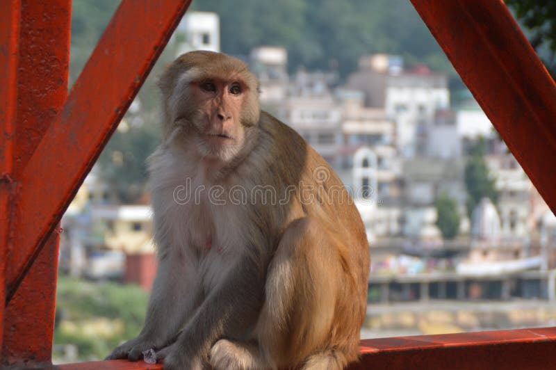Monkey stock image. Image of rishikesh, india, nmonkey - 78999731
