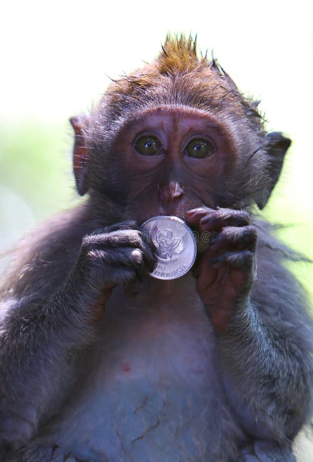 Monkey stock image. Image of coin, macaque, monkey, jungle - 241751473
