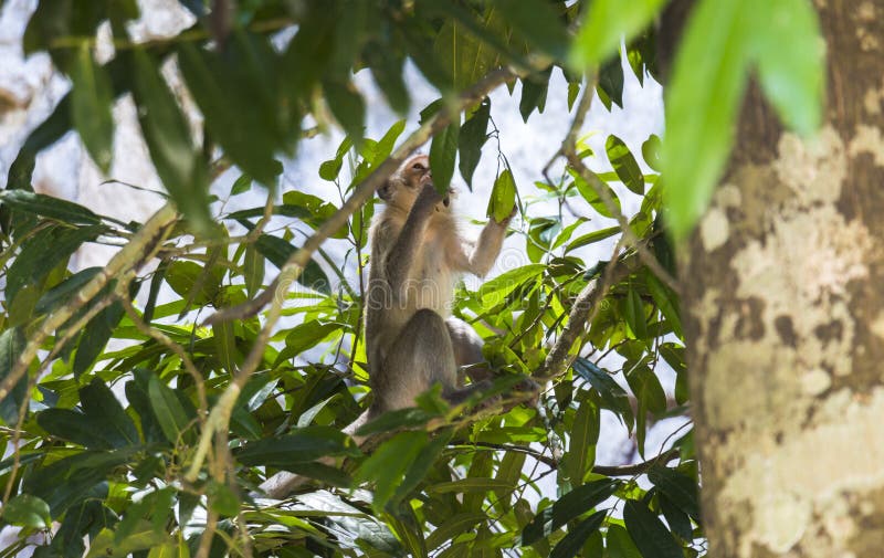 Monkey inside trees stock photo. Image of animals, grass - 62675846