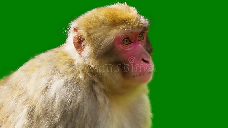 Monkey Interacts with Green Screen Background in Engaging Playful ...