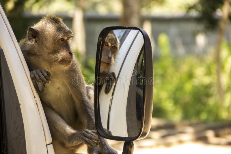 Monkey Interesting in Mirror Stock Photo - Image of indonesia, wild ...