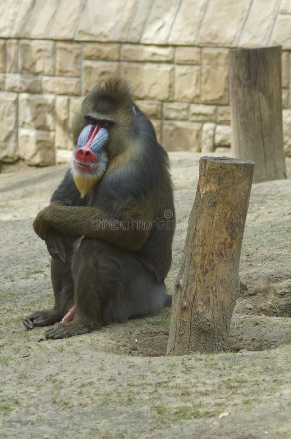 Monkey stock image. Image of lilie, grass, monkey, important - 52656003