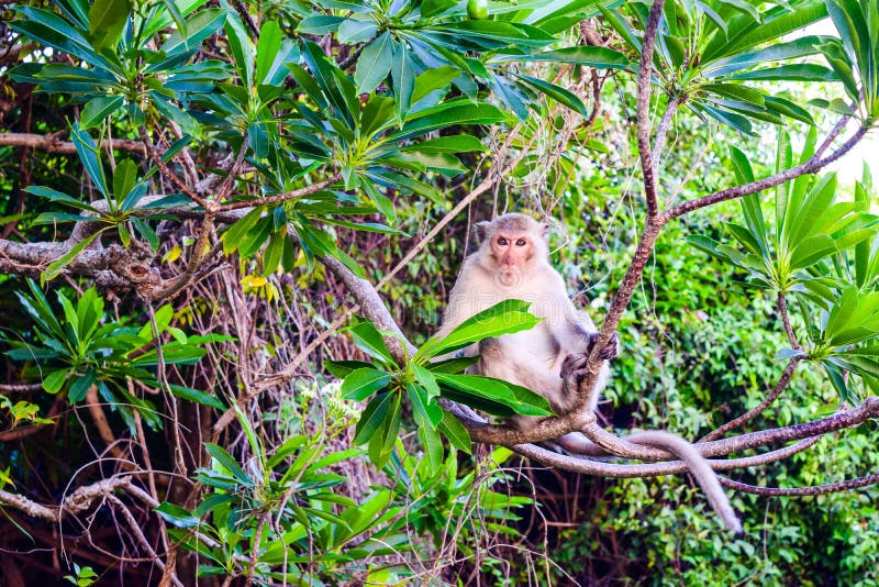 Monkey Island at Cat Ba, Ha Long Bay in Vietnam Silhouette Stock Image ...