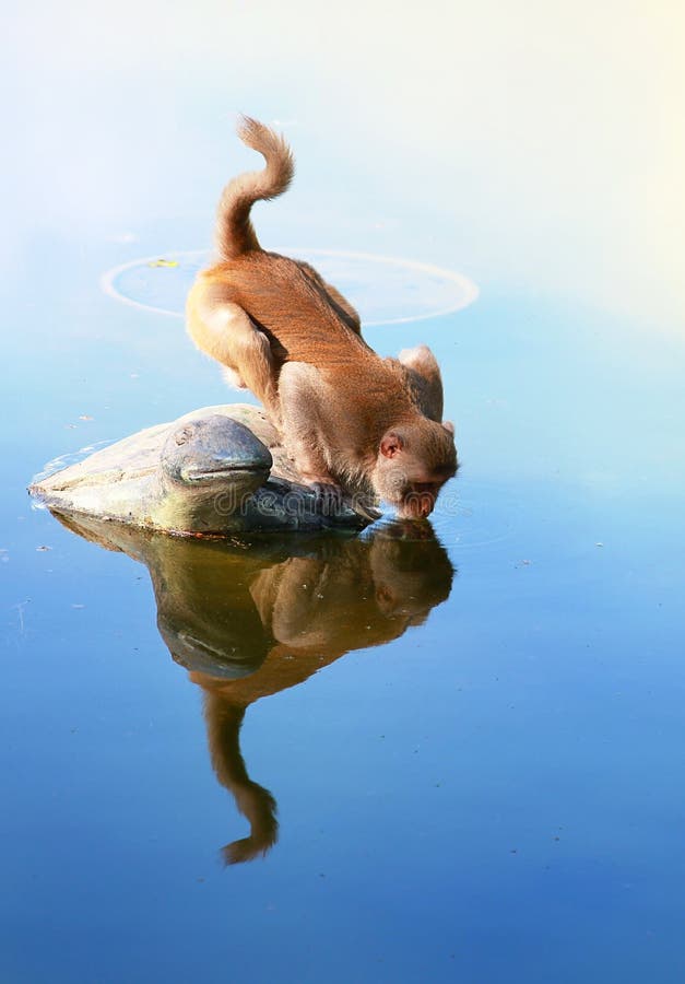 The monkey stock image. Image of phuong, hung, kien, congty - 39134765