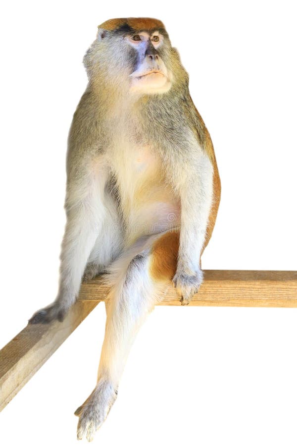 736 Monkey Facing Stock Photos - Free & Royalty-Free Stock Photos from ...
