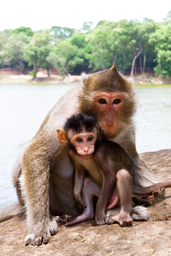 Monkey with its baby stock photo. Image of lone, emotions - 24315428