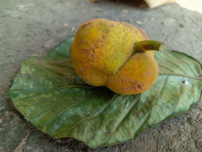 Monkey Jack or Artocarpus Lacucha a Yellow Sour Edible Fruit Stock ...