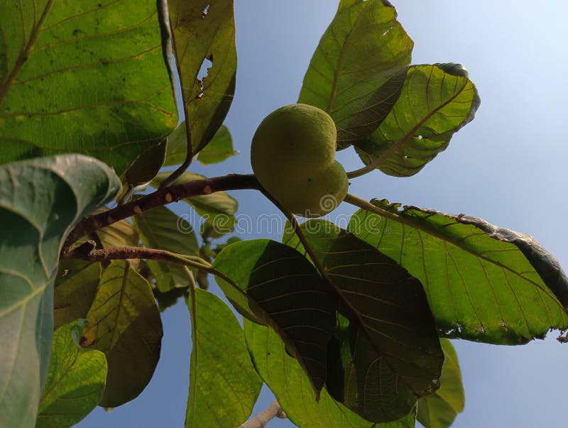 Monkey Jack or Artocarpus Lacucha a Yellow Sour Edible Fruit Stock ...