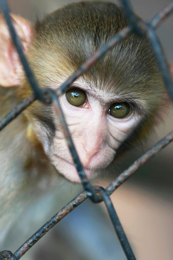 1,115 Monkey Jail Stock Photos - Free & Royalty-Free Stock Photos from ...