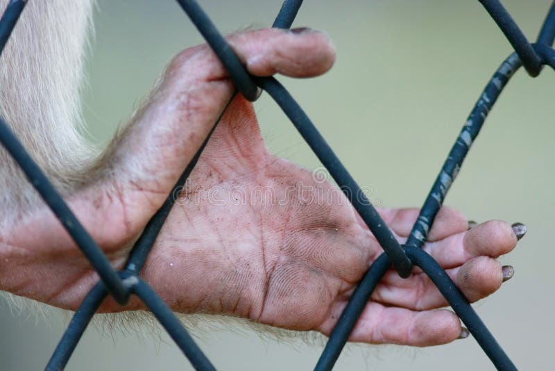 Monkey in jail stock photo. Image of space, cell, close - 10794618