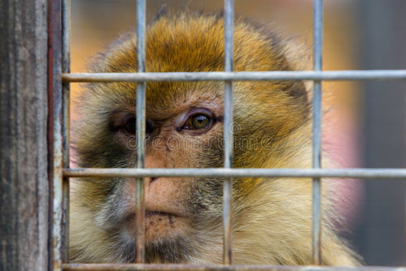 Monkey Jail Picture. Image: 4752104