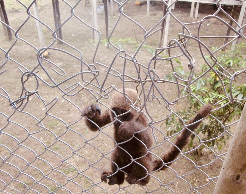 1,126 Monkey Jail Stock Photos - Free & Royalty-Free Stock Photos from ...