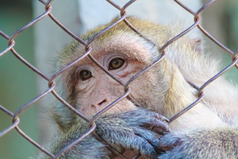 Monkey in jail stock photo. Image of face, africa, aspirations - 10792038