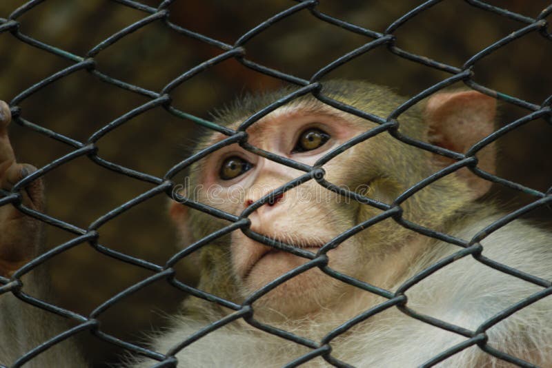 Monkey stock image. Image of sadness, jail, monk, pity - 119699129