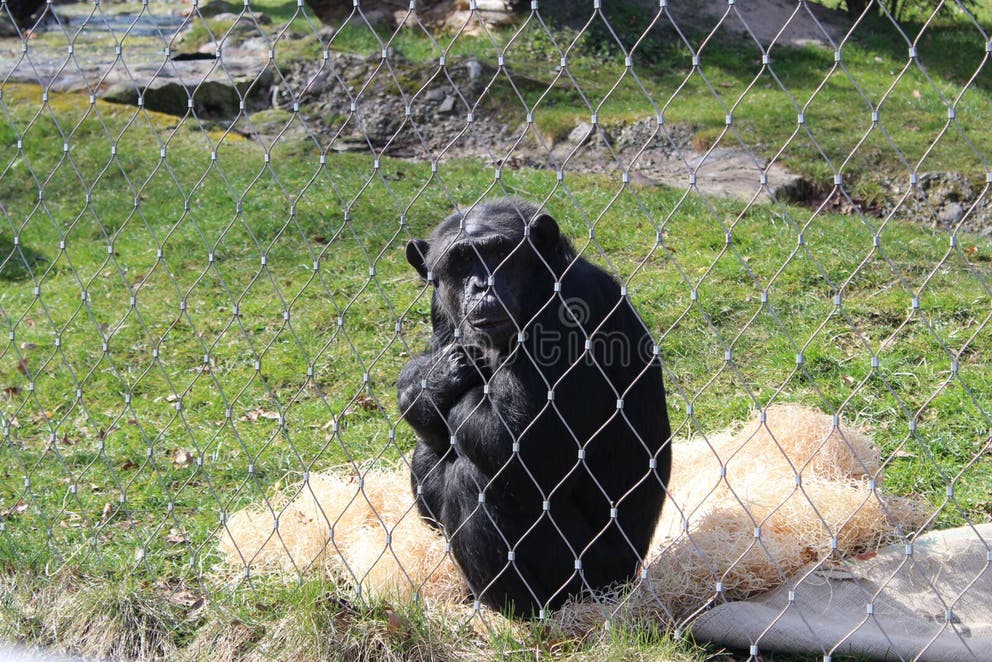 Monkey jail stock photo. Image of mammal, animal, monkey - 81692310