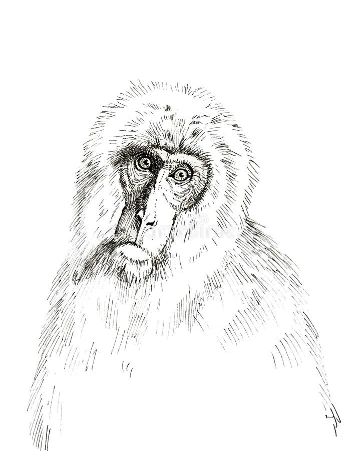 Japanese Macaque Drawing