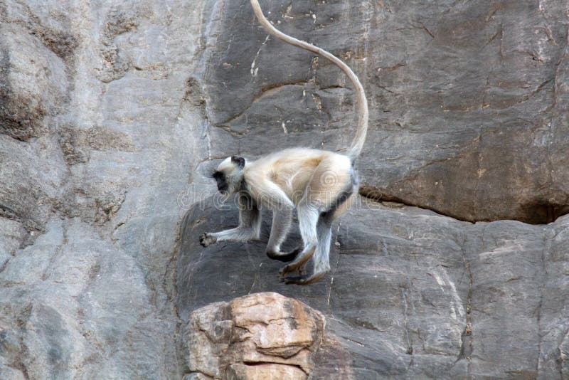 Monkey in the jump stock photo. Image of monkeys, langur - 156029576