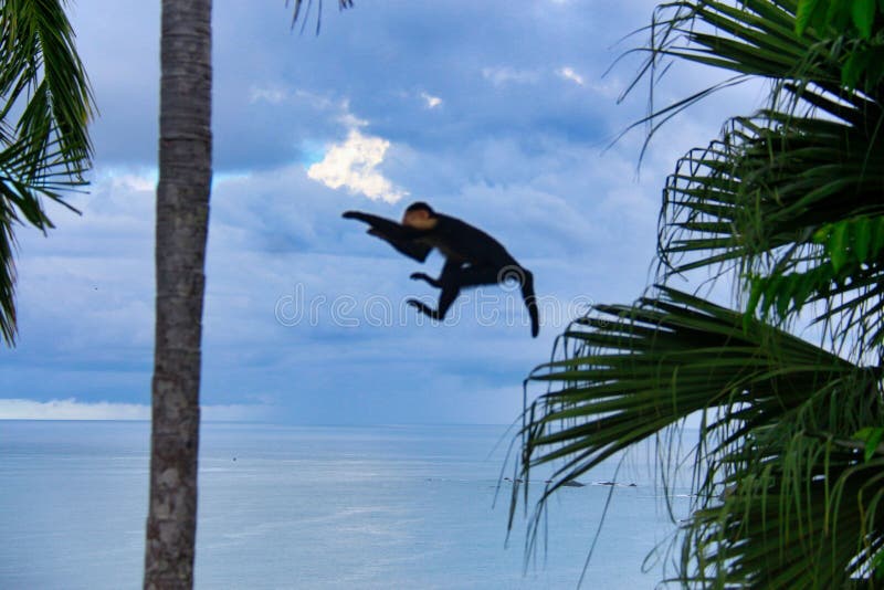 Monkey during a Jump from on Tree on Another Stock Image - Image of ...