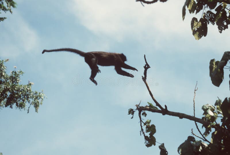 Monkey jumping stock image. Image of behavior, bridge, flight - 75017