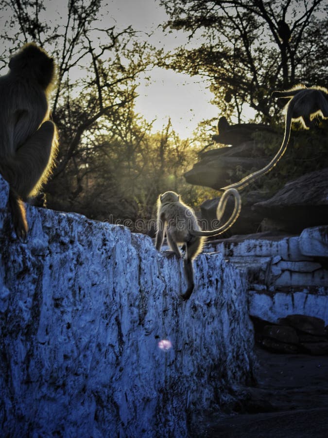 Monkey Jumping on the Tree in Forest Stock Image - Image of animal ...