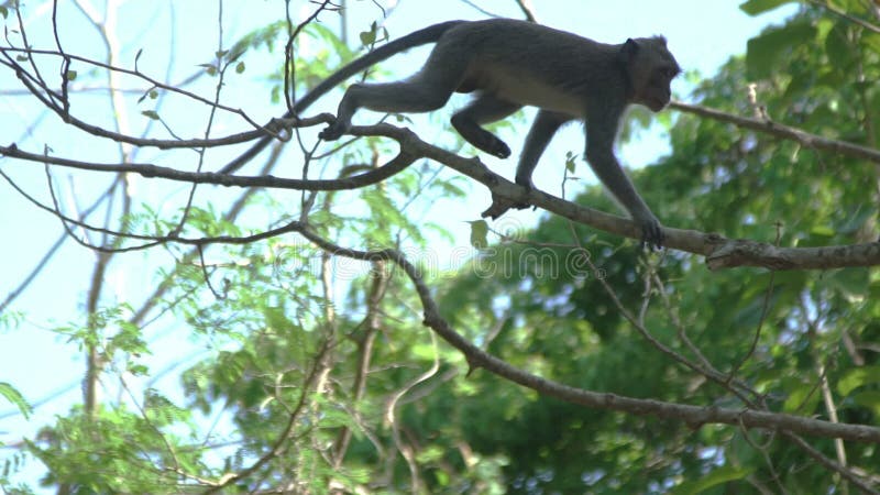 Monkey Jumping from Tree To Tree. Slow Motion Stock Footage - Video of ...