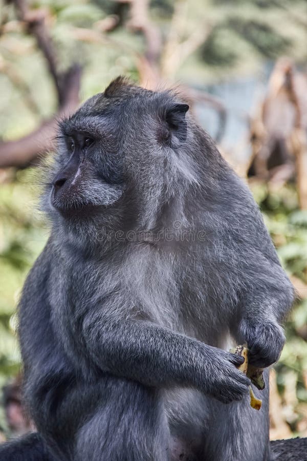 Monkey in the jungle stock photo. Image of monkey, bear - 326307210