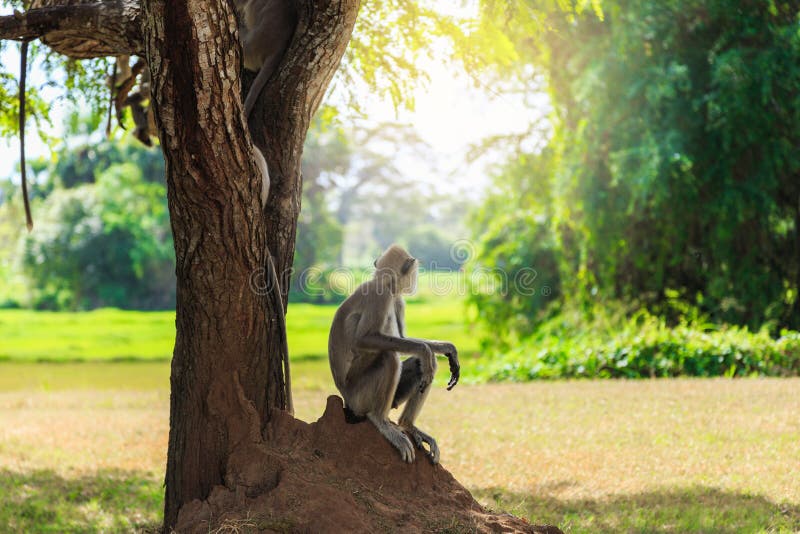 Gray Monkey in the Jungle Sitting Under a Tree Stock Photo - Image of ...