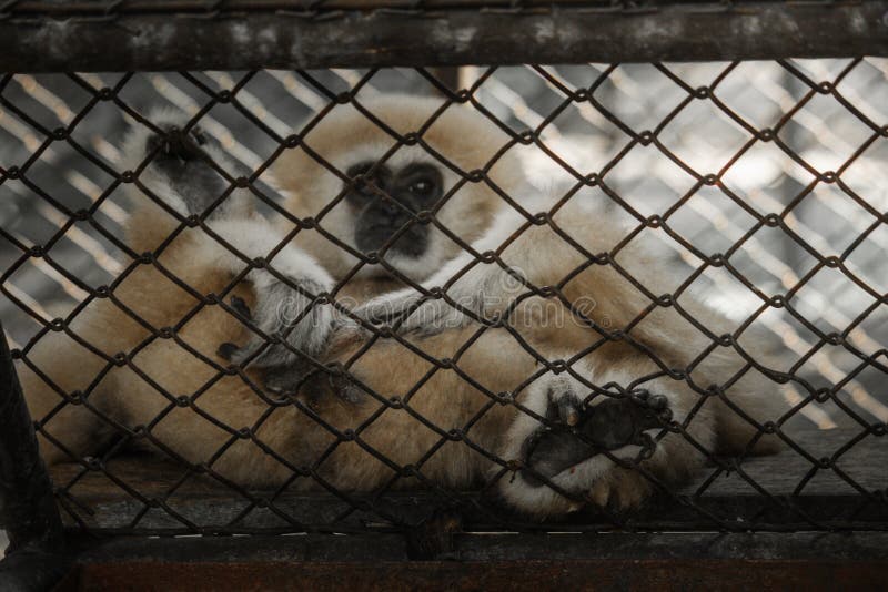 Monkey Jungle is Trapped in a Cage. Stock Image - Image of animal ...