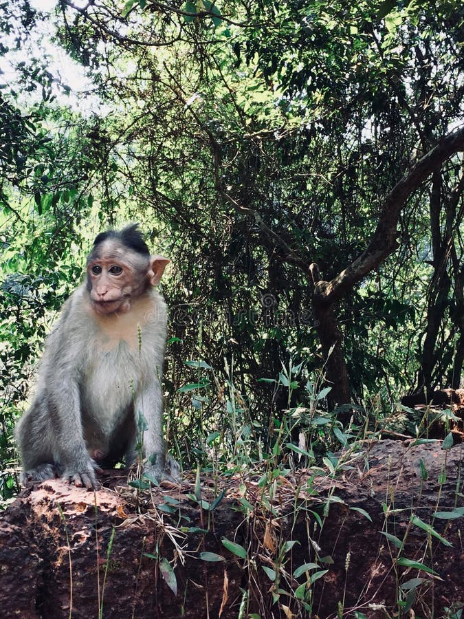 Monkey stock image. Image of wild, forest, wilderness - 147358767