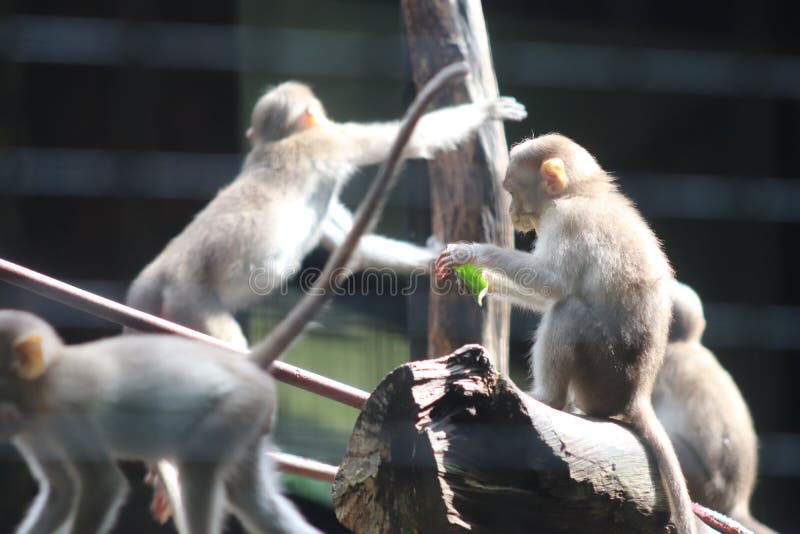 Monkey kids playing stock photo. Image of beak, nose - 258588040