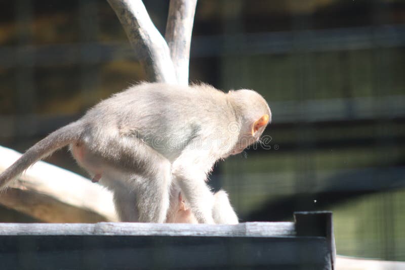 Monkey kids playing stock image. Image of wing, primate - 258586879