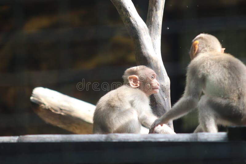 Monkey kids playing stock photo. Image of jungle, mammal - 258586906