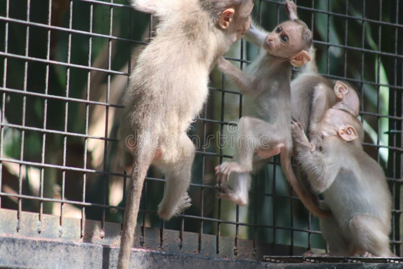 Monkey kids playing stock photo. Image of parrot, monkey - 258587318