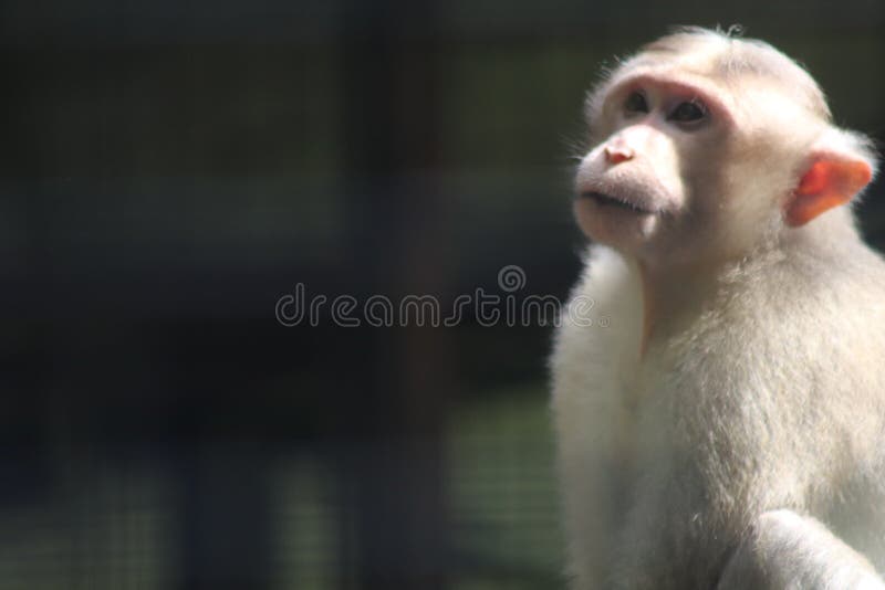 Monkey kids playing stock photo. Image of beak, nose - 258588040