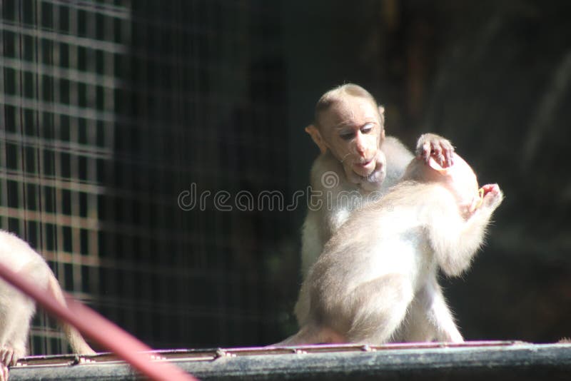 Monkey kids playing stock image. Image of finch, monkey - 258588059