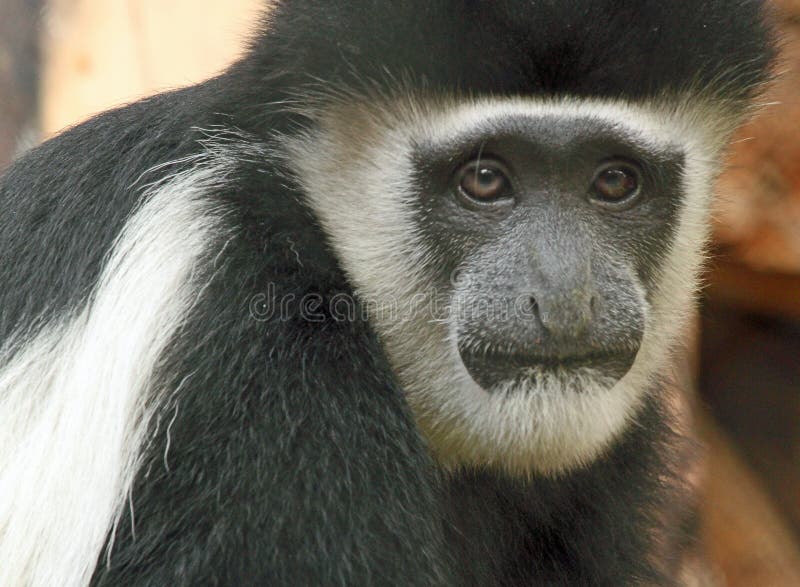 Kikuyu Colobus Monkey Stock Photos - Free & Royalty-Free Stock Photos ...