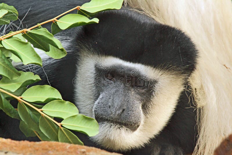 Kikuyu Colobus Stock Photos - Free & Royalty-Free Stock Photos from ...