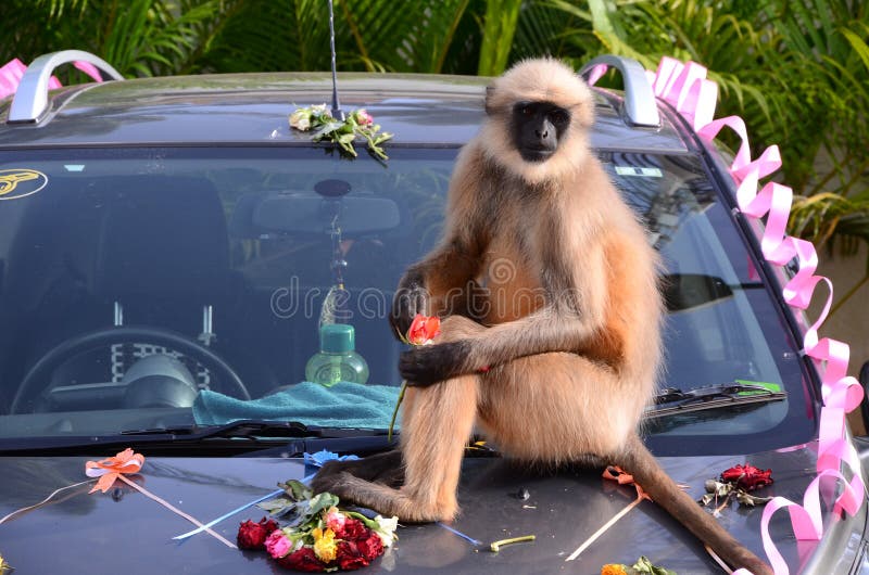 The Monkey, the Monkey King Stock Image - Image of couples, satisfy ...