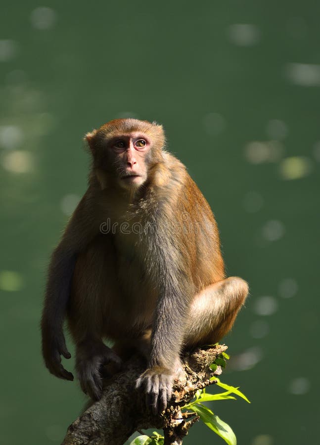 The Monkey is Staring at You Stock Photo - Image of dens, single: 35467530