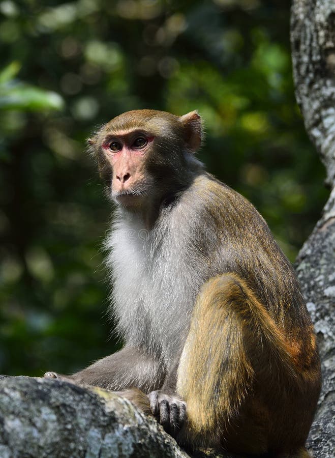 The Monkey is Staring at You Stock Photo - Image of dens, single: 35467530