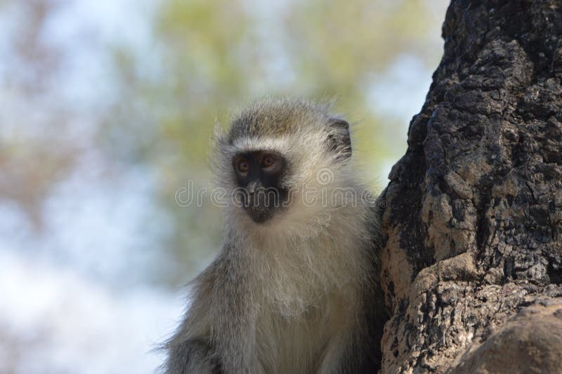 Monkey in Kruger Park South Africa Stock Photo - Image of outdoors ...