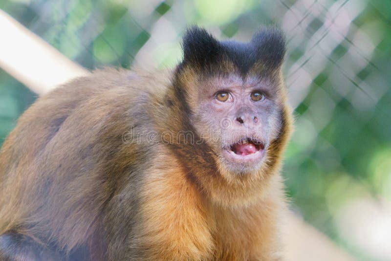 Mono Confuso Hecho Del Pan Y De Las Verduras Imagen de archivo - Imagen ...