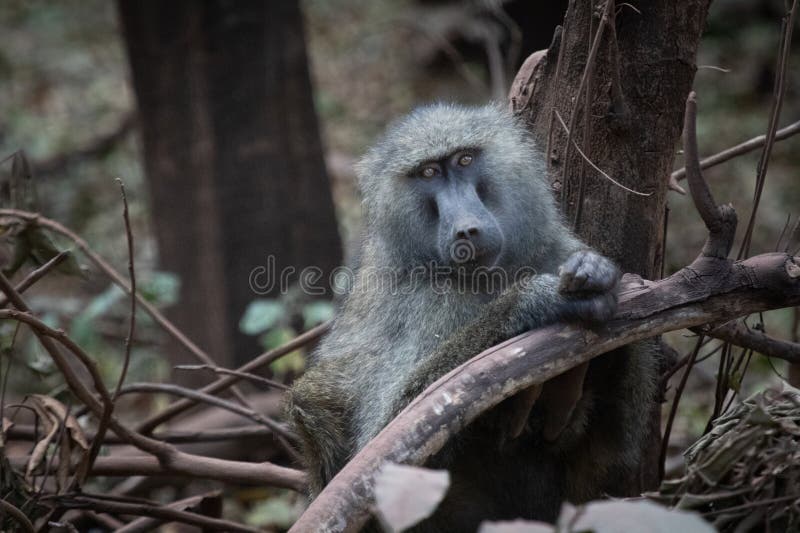 Lake Manyar Stock Photos - Free & Royalty-Free Stock Photos from Dreamstime