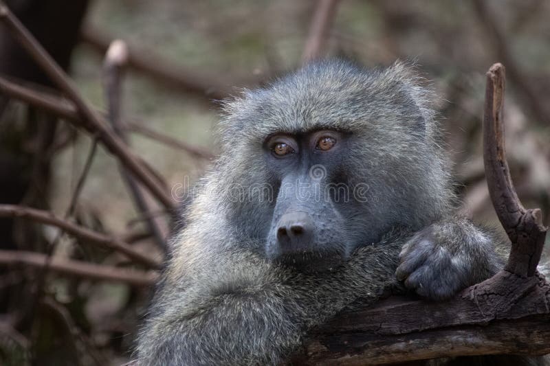 Monkey in Lake Manyara stock image. Image of tree, nature - 290014495