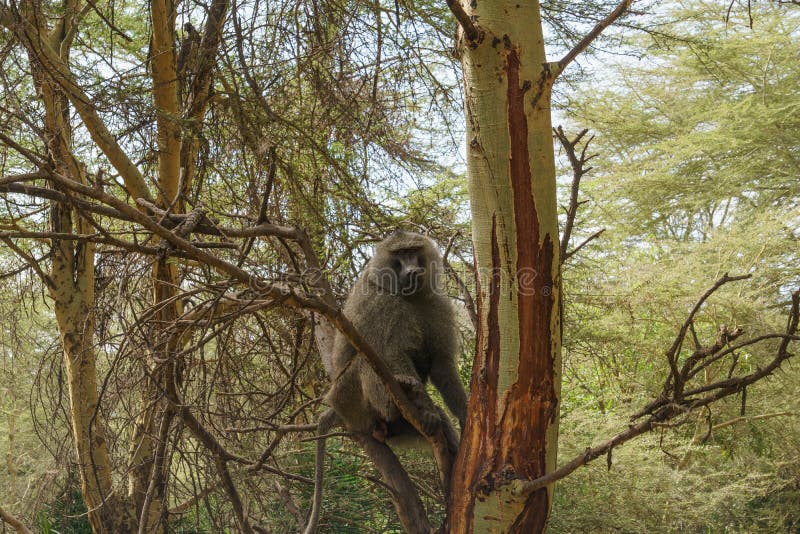 A monkey in Lake Manyara stock photo. Image of monkey - 89308528