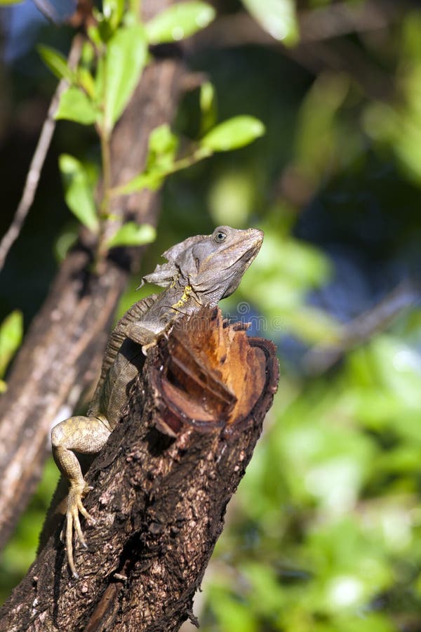 Monkey lala (basilisk) stock image. Image of warming - 16210235