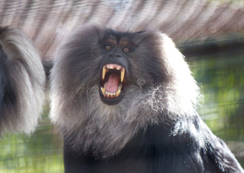 A monkey with a large mane stock photo. Image of species - 337970082