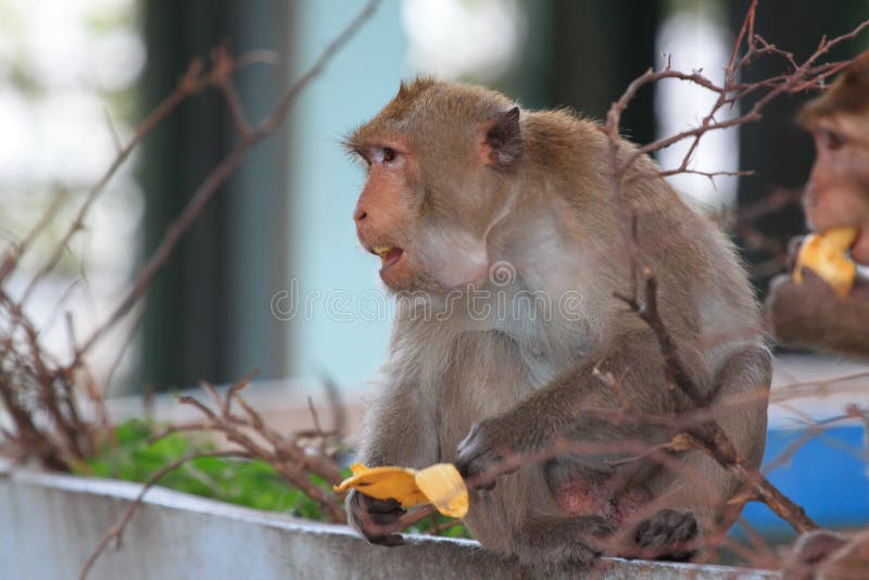 Monkey Lateral. stock image. Image of grinning, head - 29156425