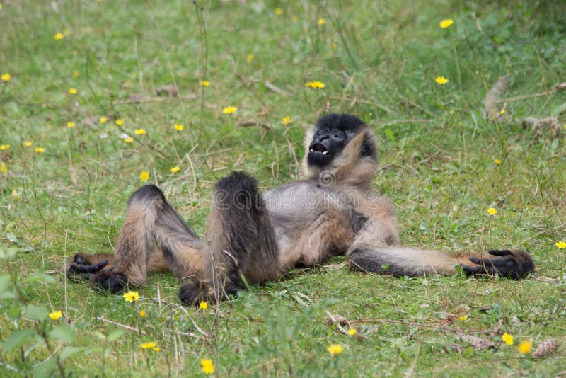 Monkey stock photo. Image of relaxing, chilling, animal - 53092696