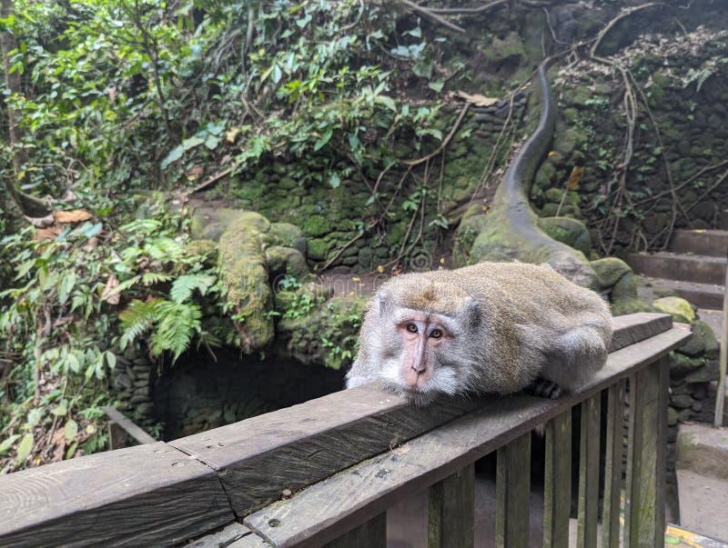 Curious Monkey Facing the Camera in a Wooden Bridge Stock Image - Image ...